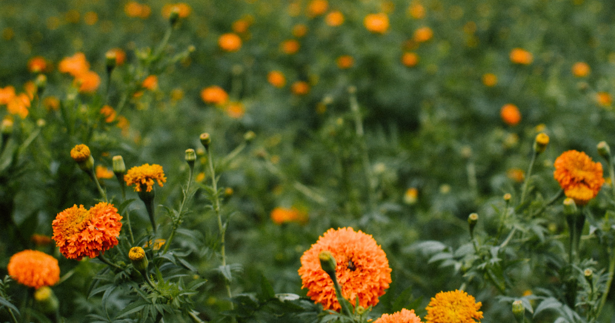 Top 14 Mexican Wedding flowers: A Colorful Way to Show Your Love