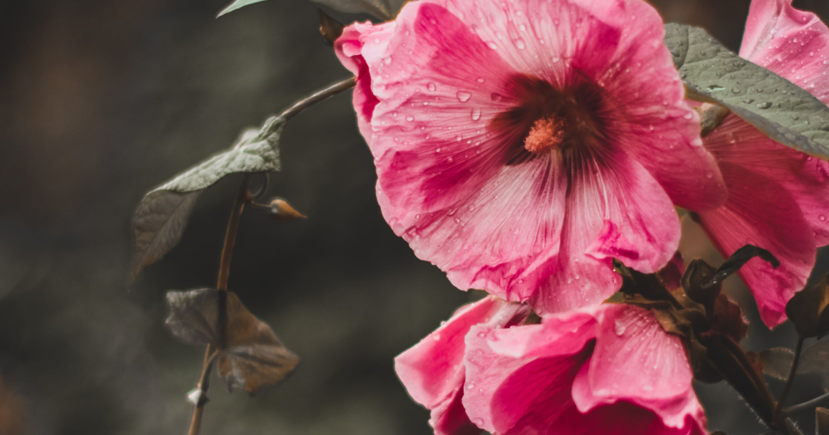 Top 20 Common Mexican Flowers||Symbolism And Meanings