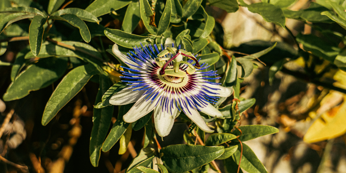 13 Mexican Blue Flower: A Colorful Addition to Your Garden