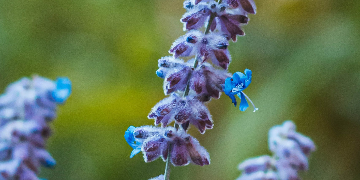 13 Mexican Blue Flower: A Colorful Addition to Your Garden