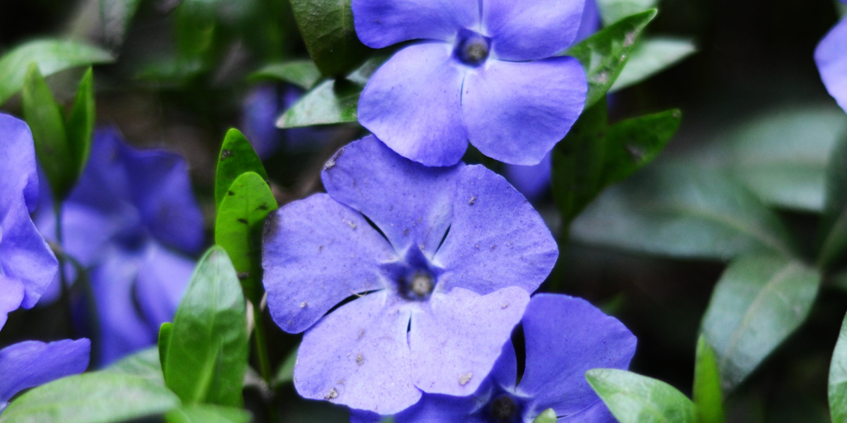 13 Mexican Blue Flower: A Colorful Addition to Your Garden