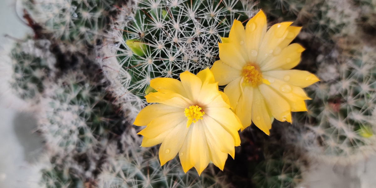Top 20 Common Mexican Flowers||Symbolism And Meanings