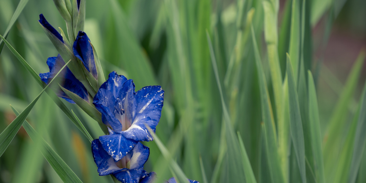 Top 20 Common Mexican Flowers||Symbolism And Meanings
