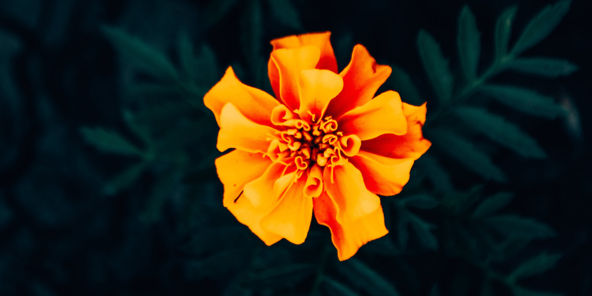 Top 20 Common Mexican Flowers||Symbolism And Meanings
