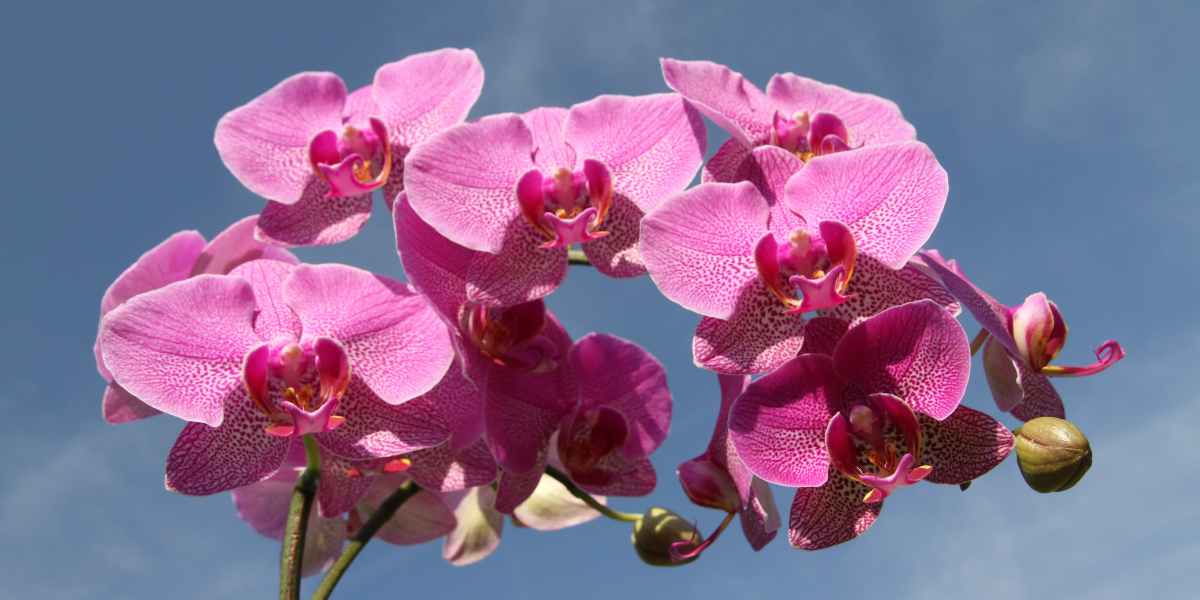 Top 20 Common Mexican Flowers||Symbolism And Meanings