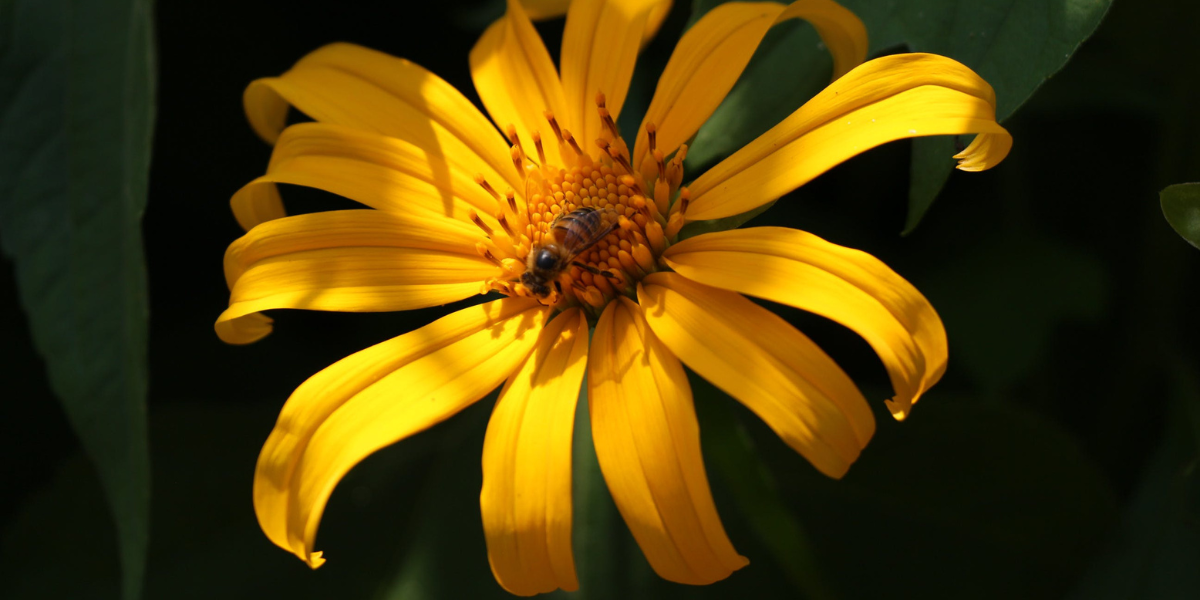 Top 20 Common Mexican Flowers||Symbolism And Meanings