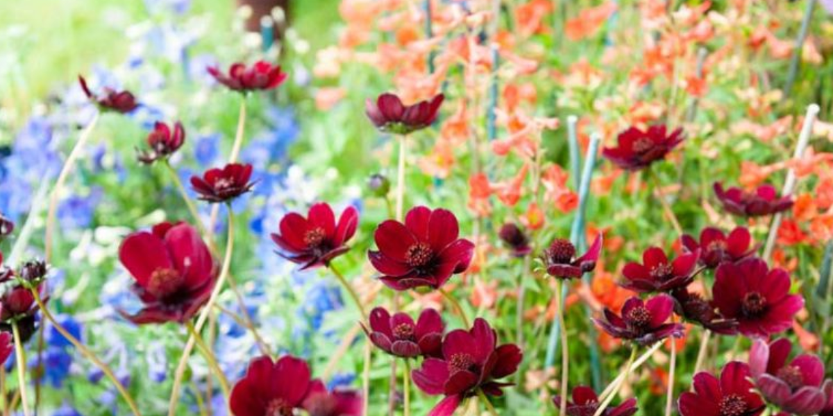 Top 20 Common Mexican Flowers||Symbolism And Meanings