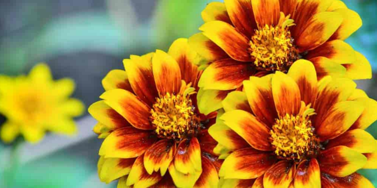 Top 20 Common Mexican Flowers||Symbolism And Meanings