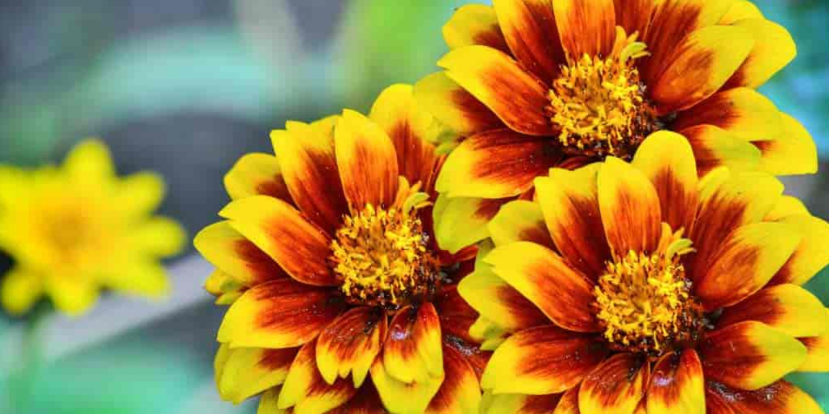 Top 20 Common Mexican Flowers||Symbolism And Meanings