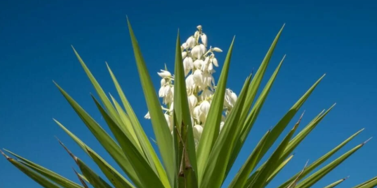 Top 20 Common Mexican Flowers||Symbolism And Meanings