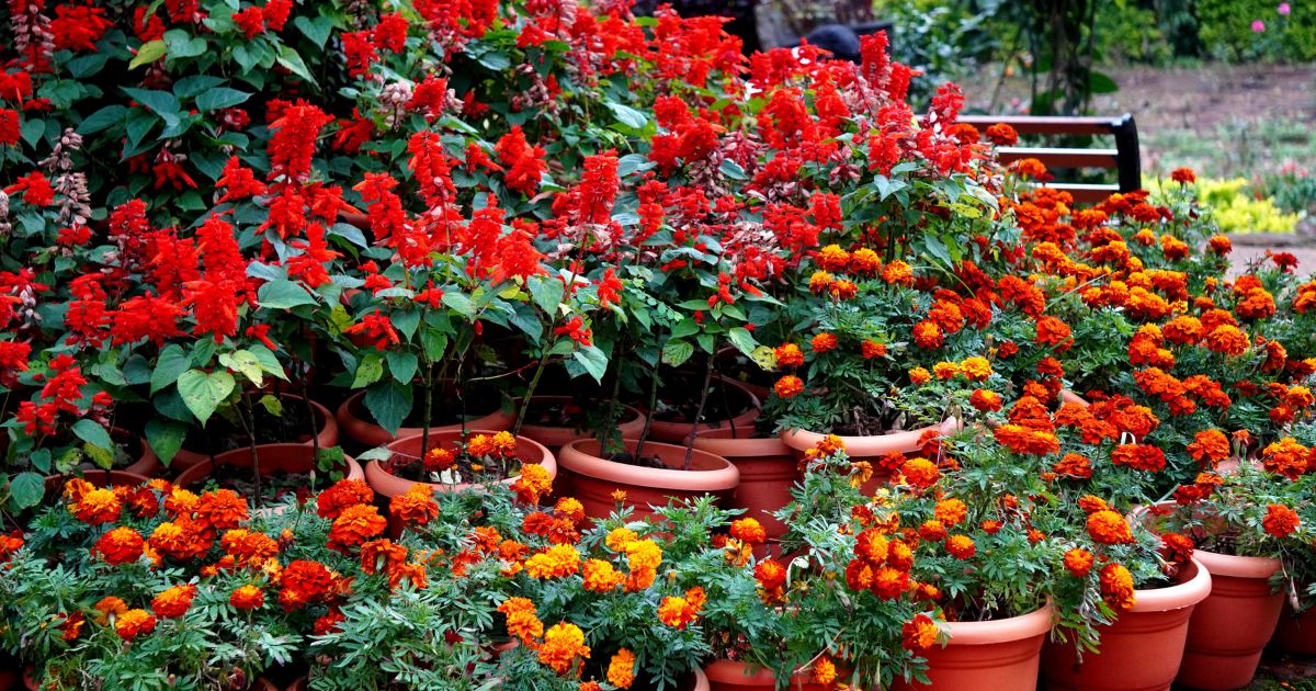 Orange Mexican Flowers: 4 Gorgeous Picks for Festivals