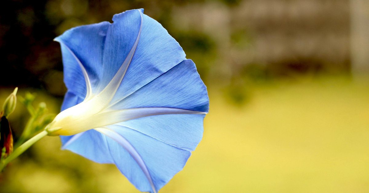 12 Awesome Flowers Native to Mexico