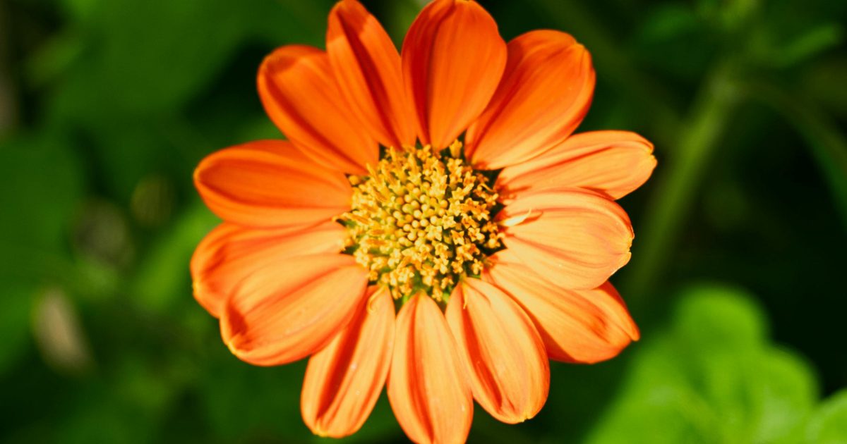 12 Awesome Flowers Native to Mexico