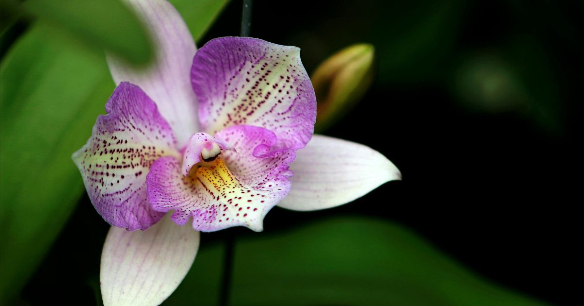 12 Awesome Flowers Native to Mexico