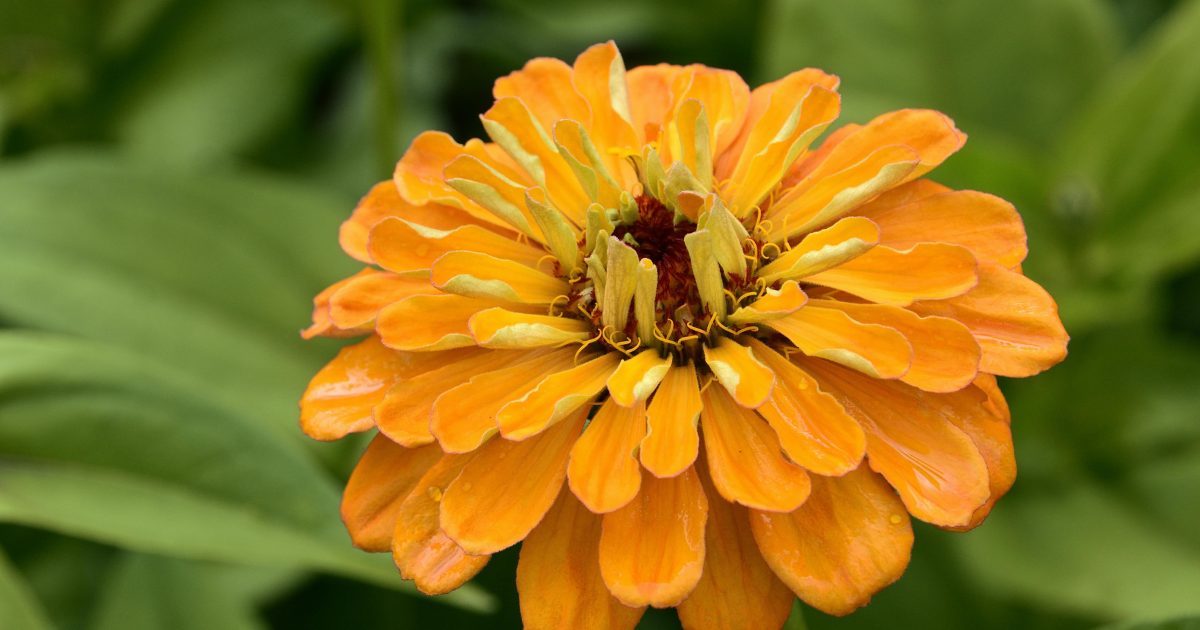 12 Awesome Flowers Native to Mexico