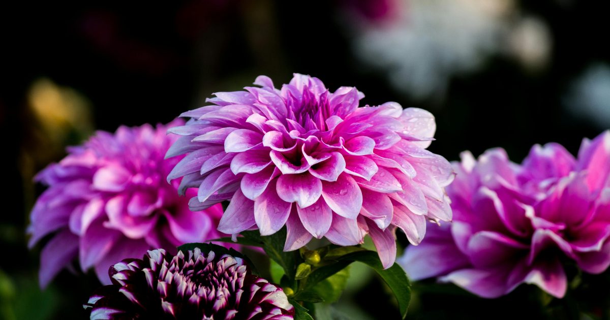 12 Awesome Flowers Native to Mexico