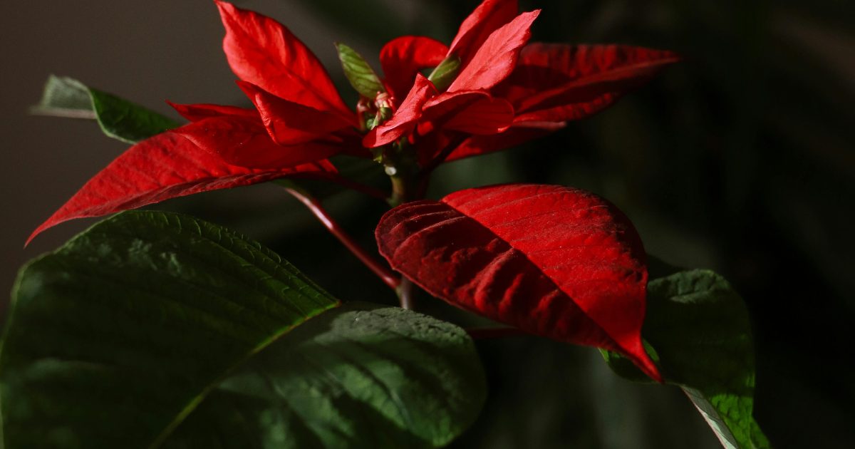 12 Awesome Flowers Native to Mexico