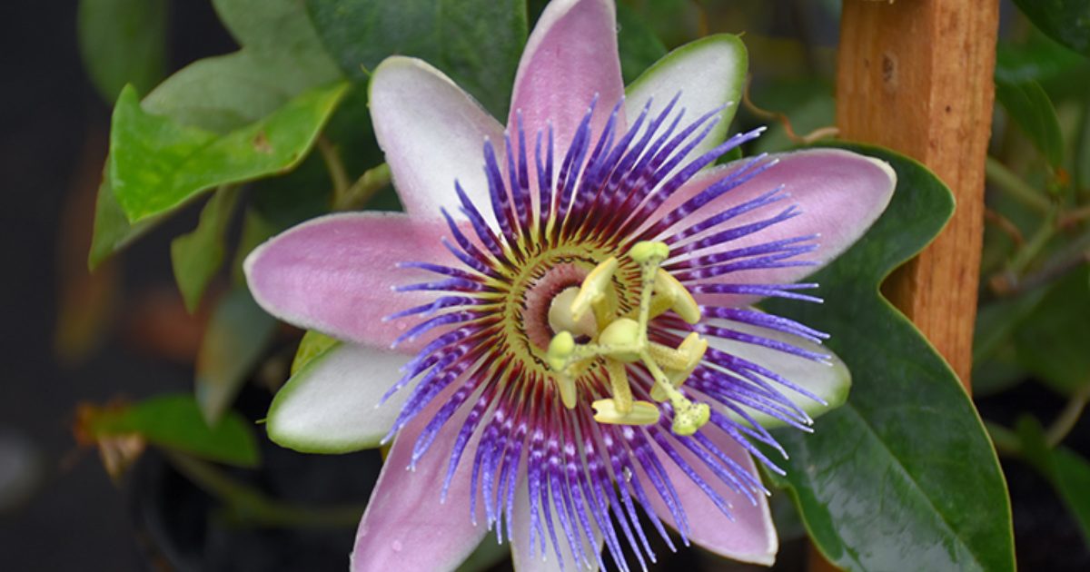 12 Awesome Flowers Native to Mexico