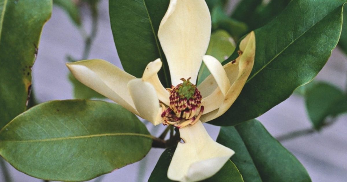 12 Awesome Flowers Native to Mexico