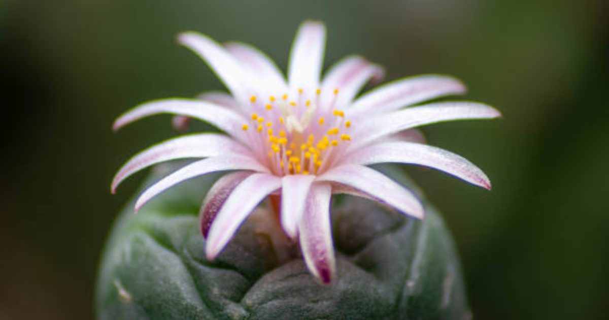 12 Awesome Flowers Native to Mexico