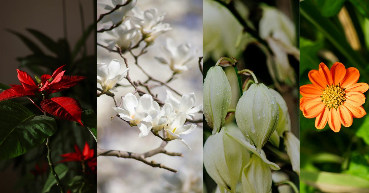 12 Awesome Flowers Native to Mexico
