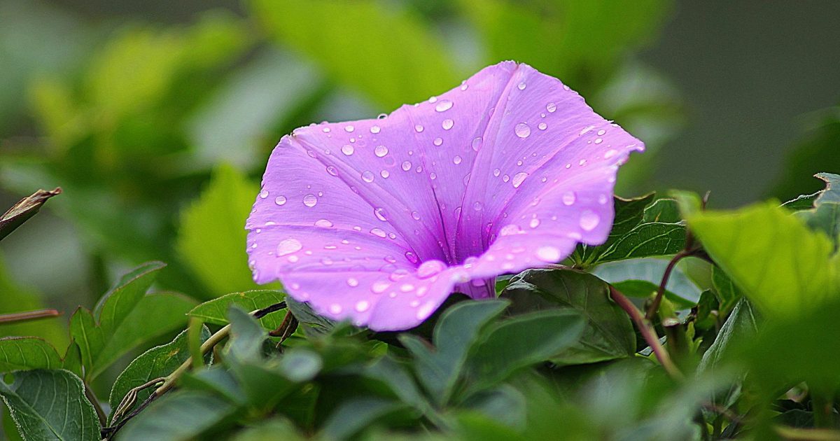Flowers in Mexican Culture: A Colorful History of Inspiration