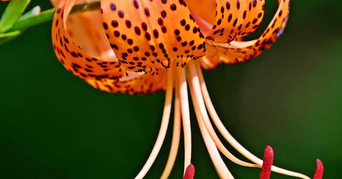 Flowers in Mexican Culture: A Colorful History of Inspiration