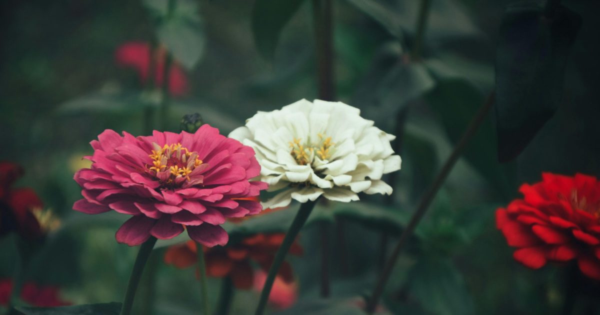 Flowers in Mexican Culture: A Colorful History of Inspiration