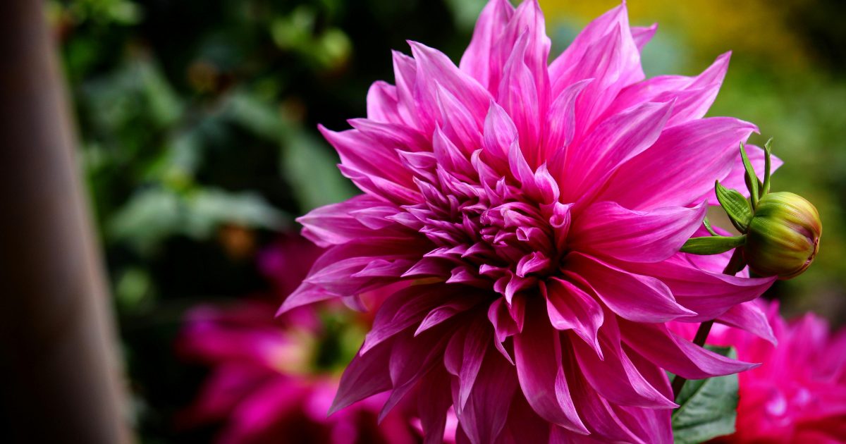 What is the Mexican Flower and Why is it Important?