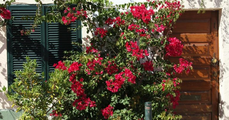 Top 8 Mexican Flowering Shrubs to Brighten Your Garden