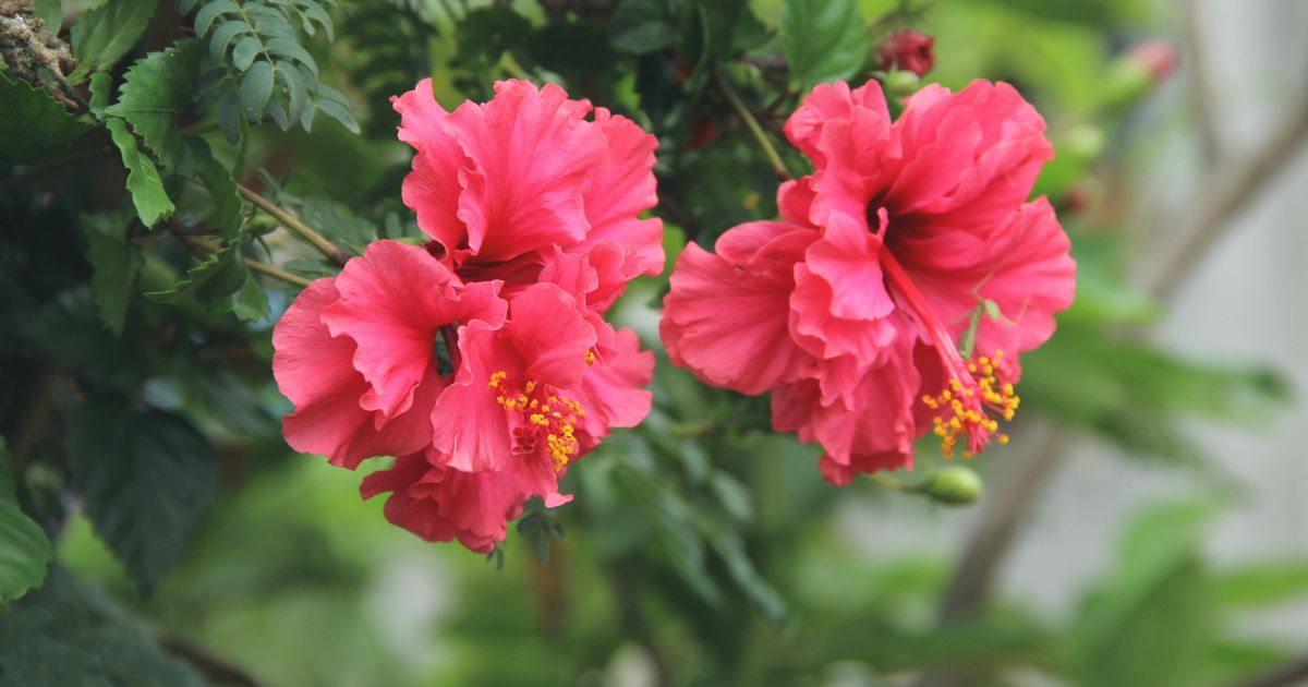 Top 8 Mexican Flowering Shrubs to Brighten Your Garden